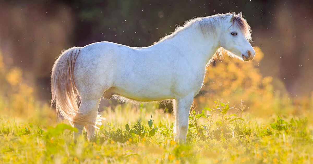 Das Welshpony - die beliebtesten Ponyrasse der Welt